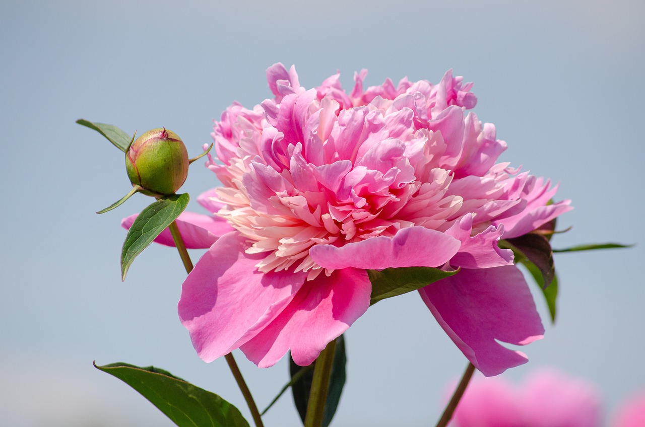 ¿Quién es el marido de Madame de La Rosa? | Bailedenovios ¿Quién es el marido de Madame de La Rosa? | Bailedenovios